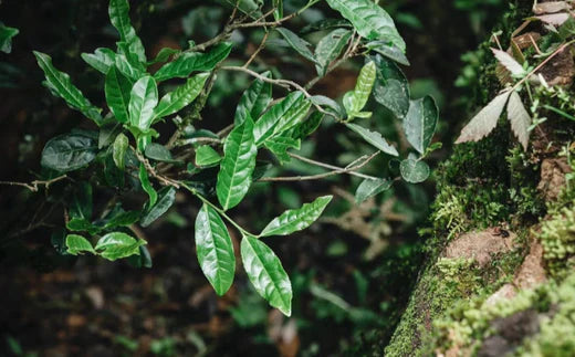 Rock Tea: What You Should Know – The Orientology